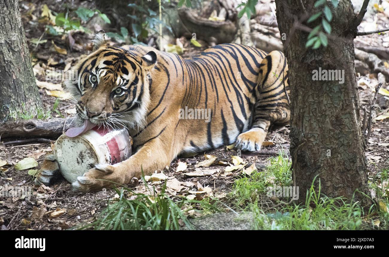 Hutan the tiger is seen enjoying an ice cake made of treats such as ...