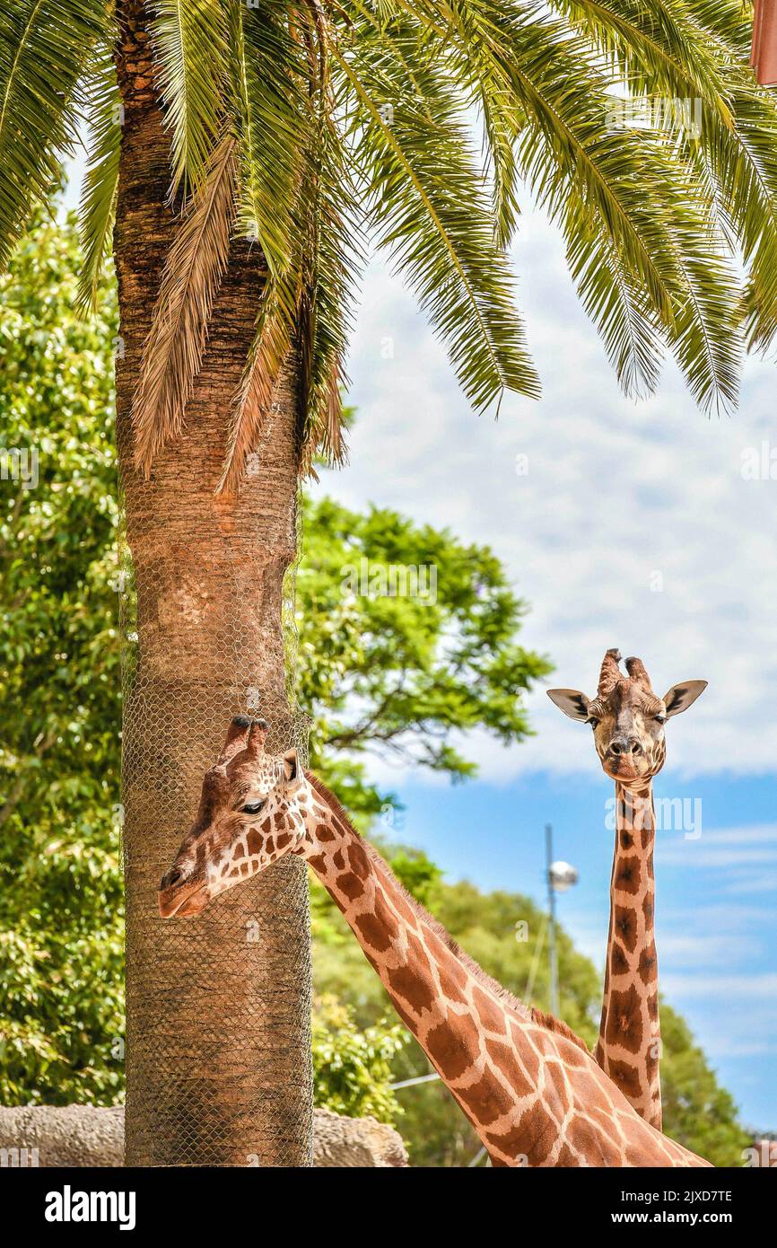 Giraffes cool off with a sprinkler at Adelaide Zoo in Adelaide, Friday ...