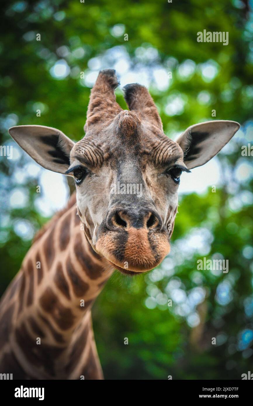 Giraffes cool off with a sprinkler at Adelaide Zoo in Adelaide, Friday ...