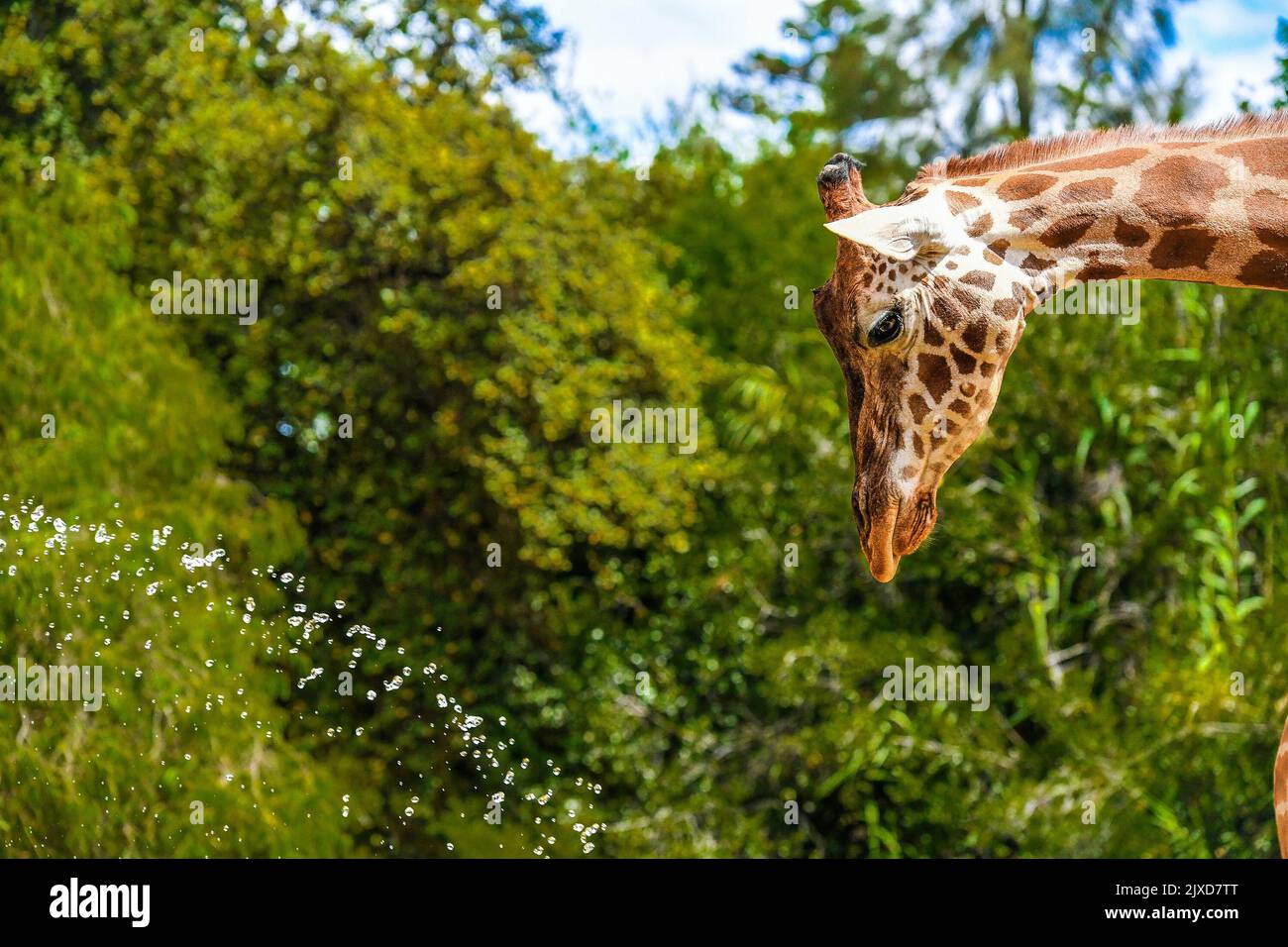 Giraffes cool off with a sprinkler at Adelaide Zoo in Adelaide, Friday ...