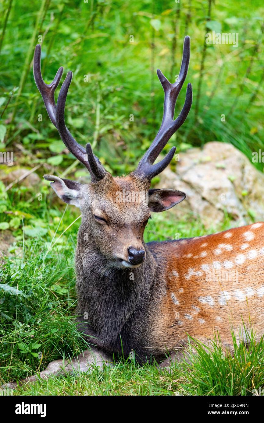 Sika Deer (Cervus nippon). Stag resting. Germany Stock Photo - Alamy