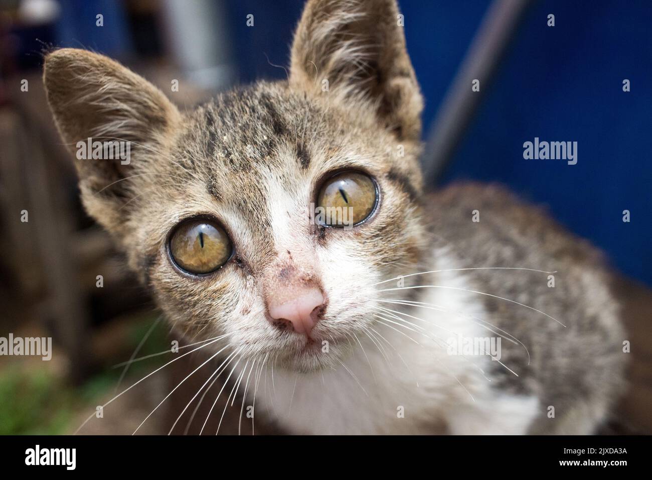 A pet cat. Vang Vieng is a tourist-oriented town in Laos in Vientiane ...