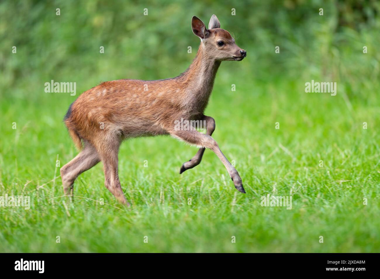 Sika Deer (Cervus nippon). Fawn running in a meadow. Germany Stock ...