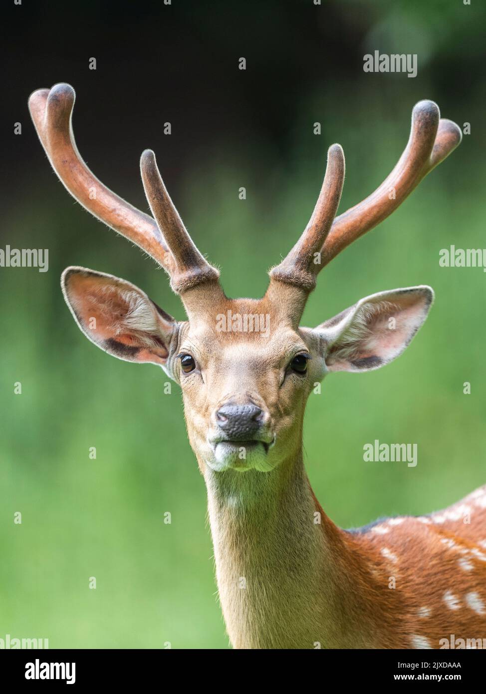 Sika Deer (Cervus nippon). Portrait of adult stag with antlers in ...