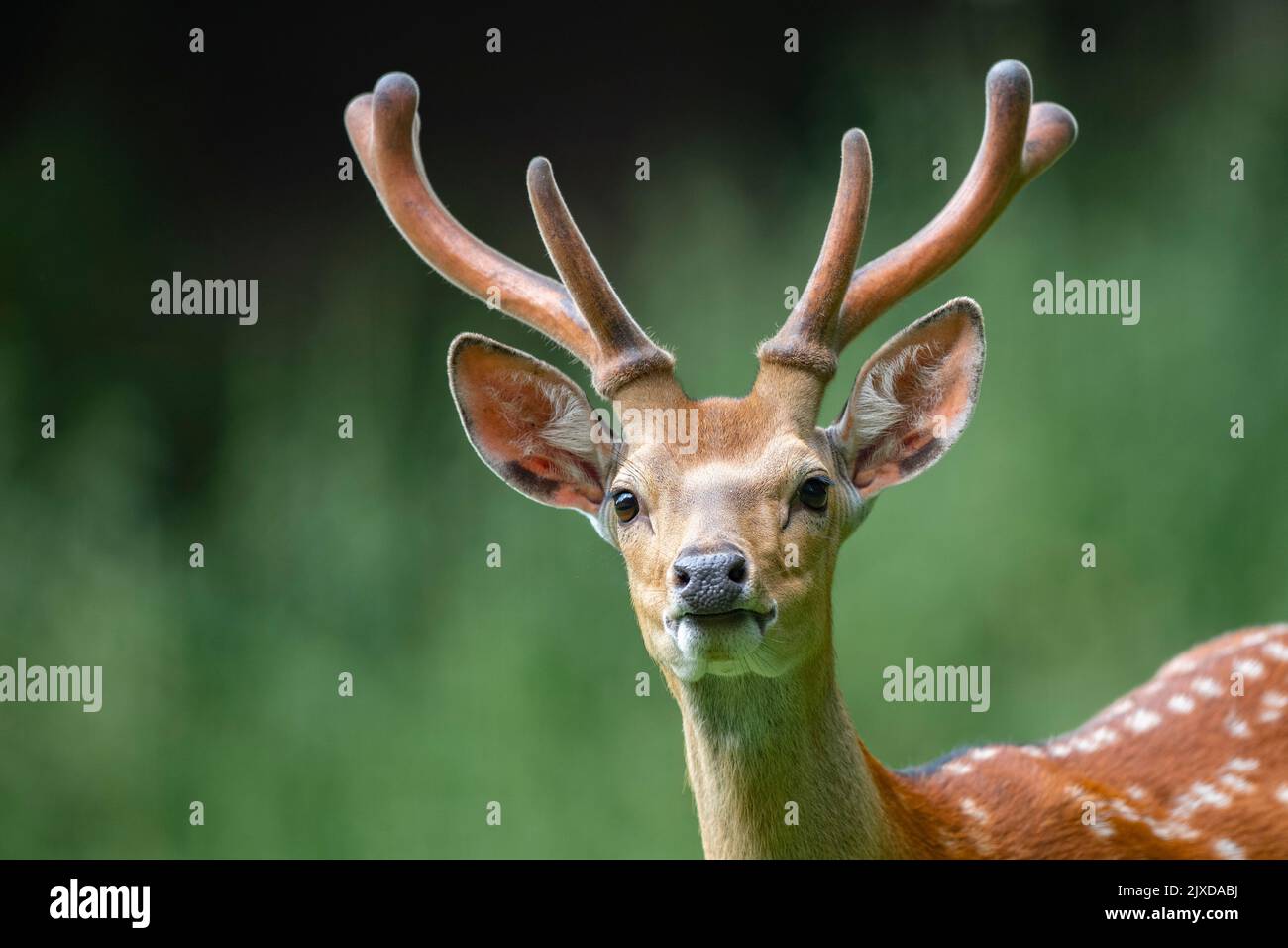 Sika Deer (Cervus nippon). Portrait of adult stag with antlers in ...