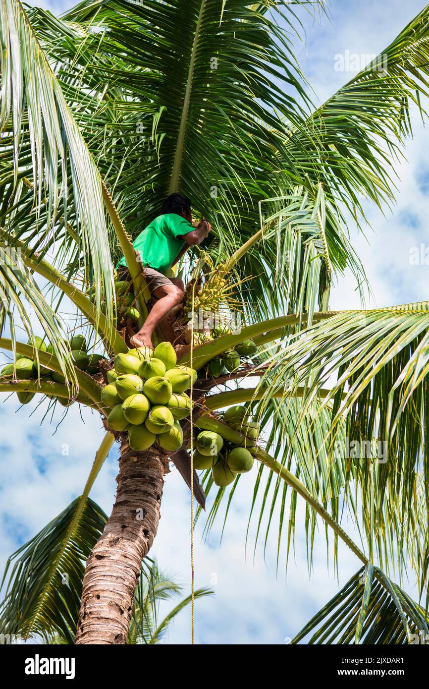 Man picking coconuts at the top of the palm tree. Philippines Stock ...