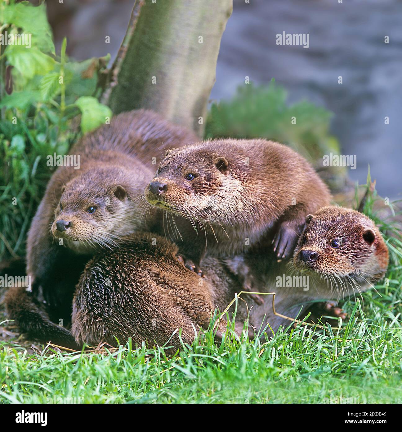 Eurasian Otter (Lutra lutra). A female with two almost adult cubs on ...