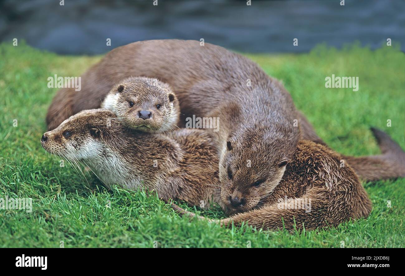 Eurasian Otter (Lutra lutra). A female with two almost adult cubs on ...