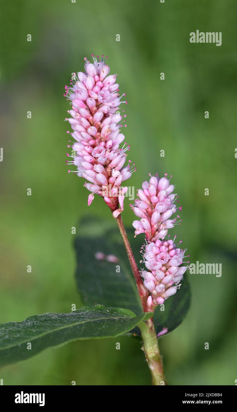 Common Bistort - Persicaria bistorta Stock Photo - Alamy