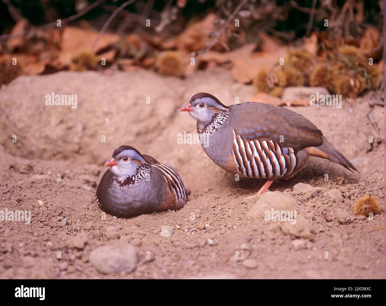 Barbary Partridge (Alectoris barbara). Couple taking a dust bath. Italy ...