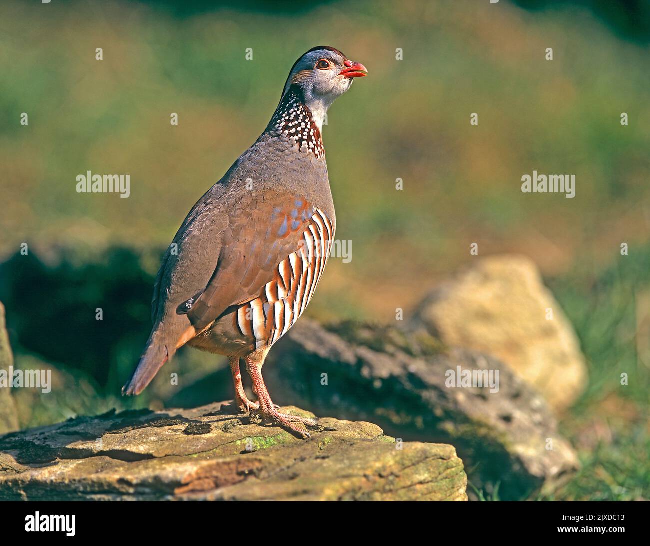 Barbary Partridge (Alectoris barbara, Perdrix gambra). Male calling ...