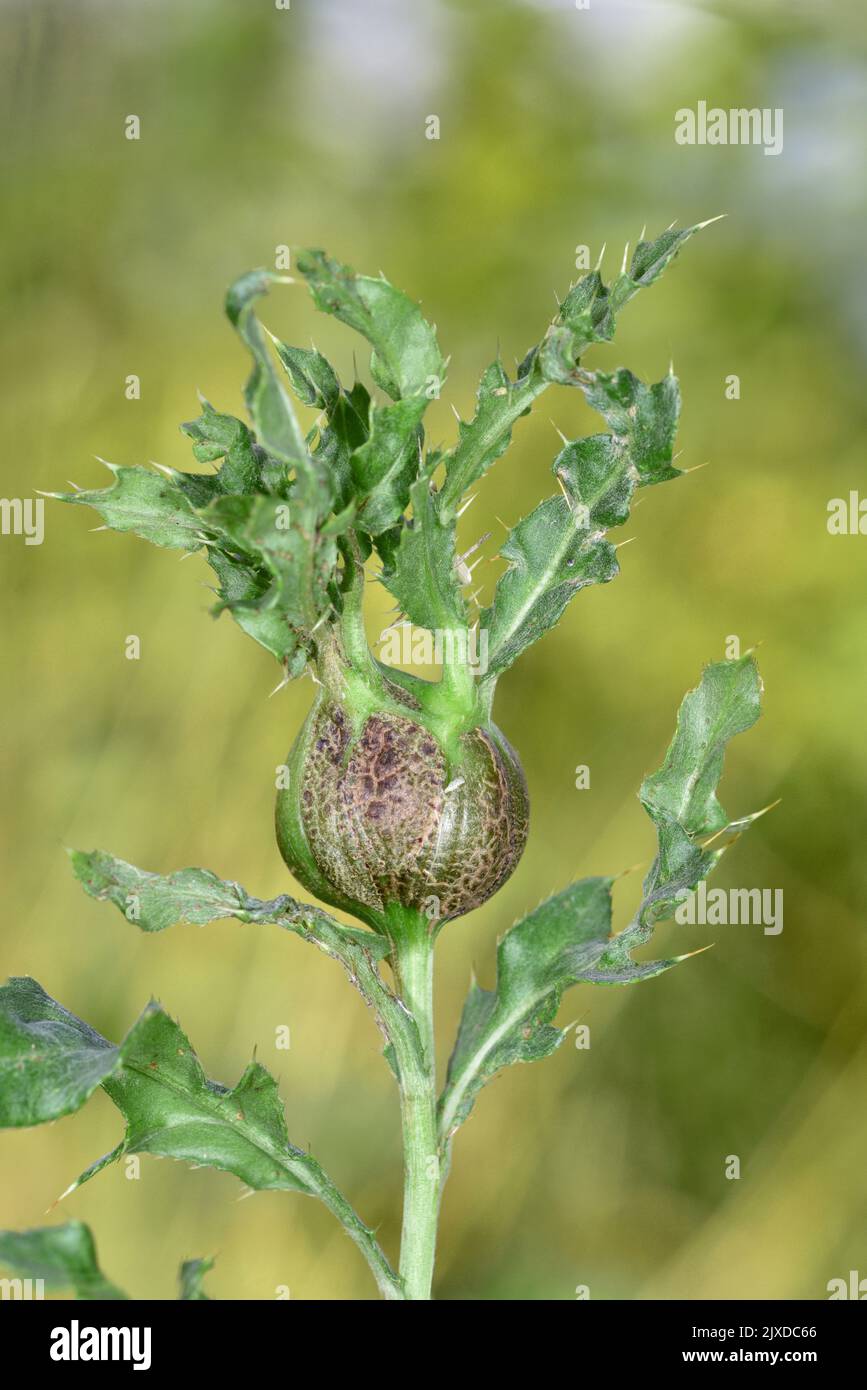 Thistle gall hi-res stock photography and images - Alamy
