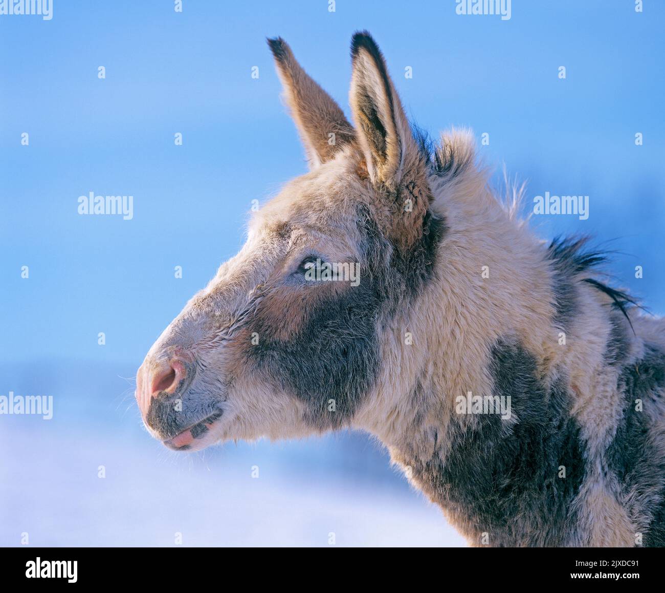 Domestic Donkey, Spotted Donkey. Portrait of piebald adult in winter ...