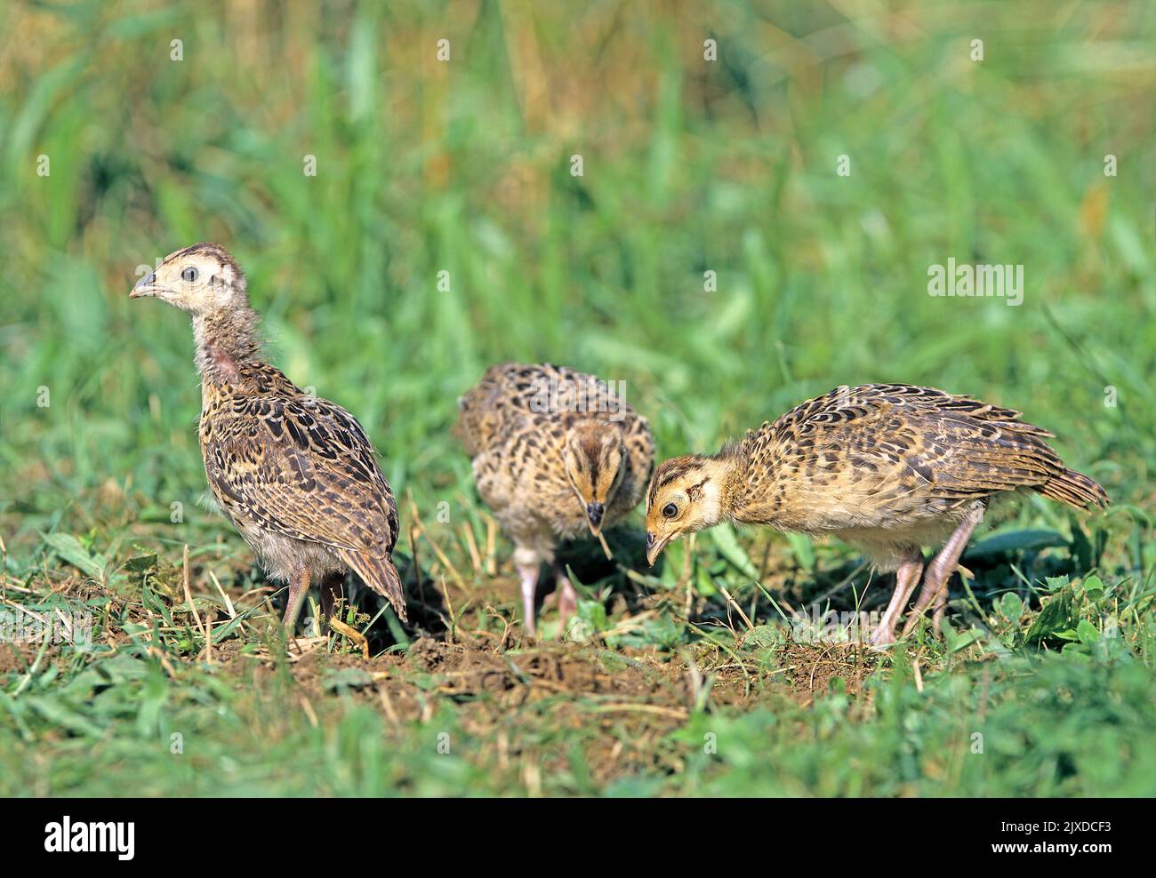 Juvenile pheasant hi-res stock photography and images - Alamy