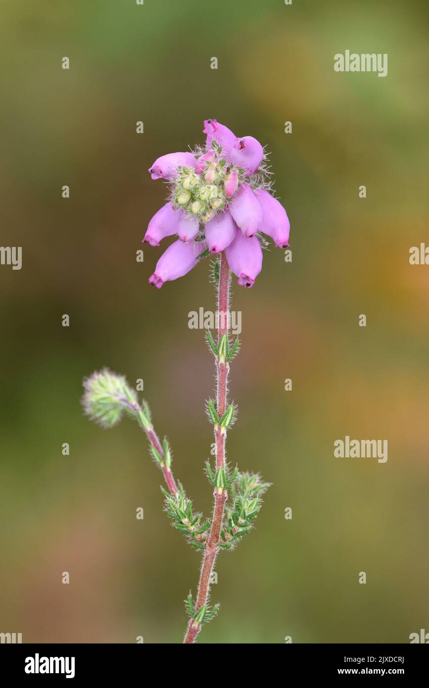 Erica tetralix x erica ciliaris hi-res stock photography and images - Alamy