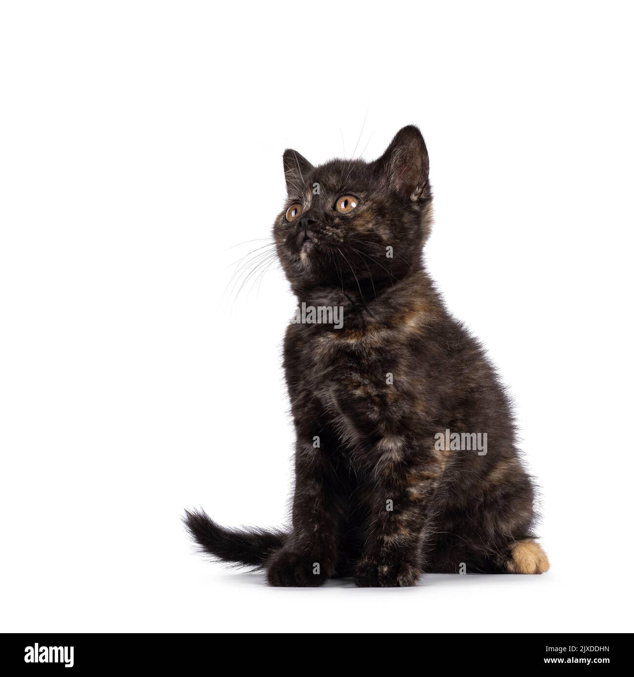 Curious little tortie British Shorthair cat kitten, sitting side ways ... Curious little tortie British Shorthair cat kitten, sitting side ways ...