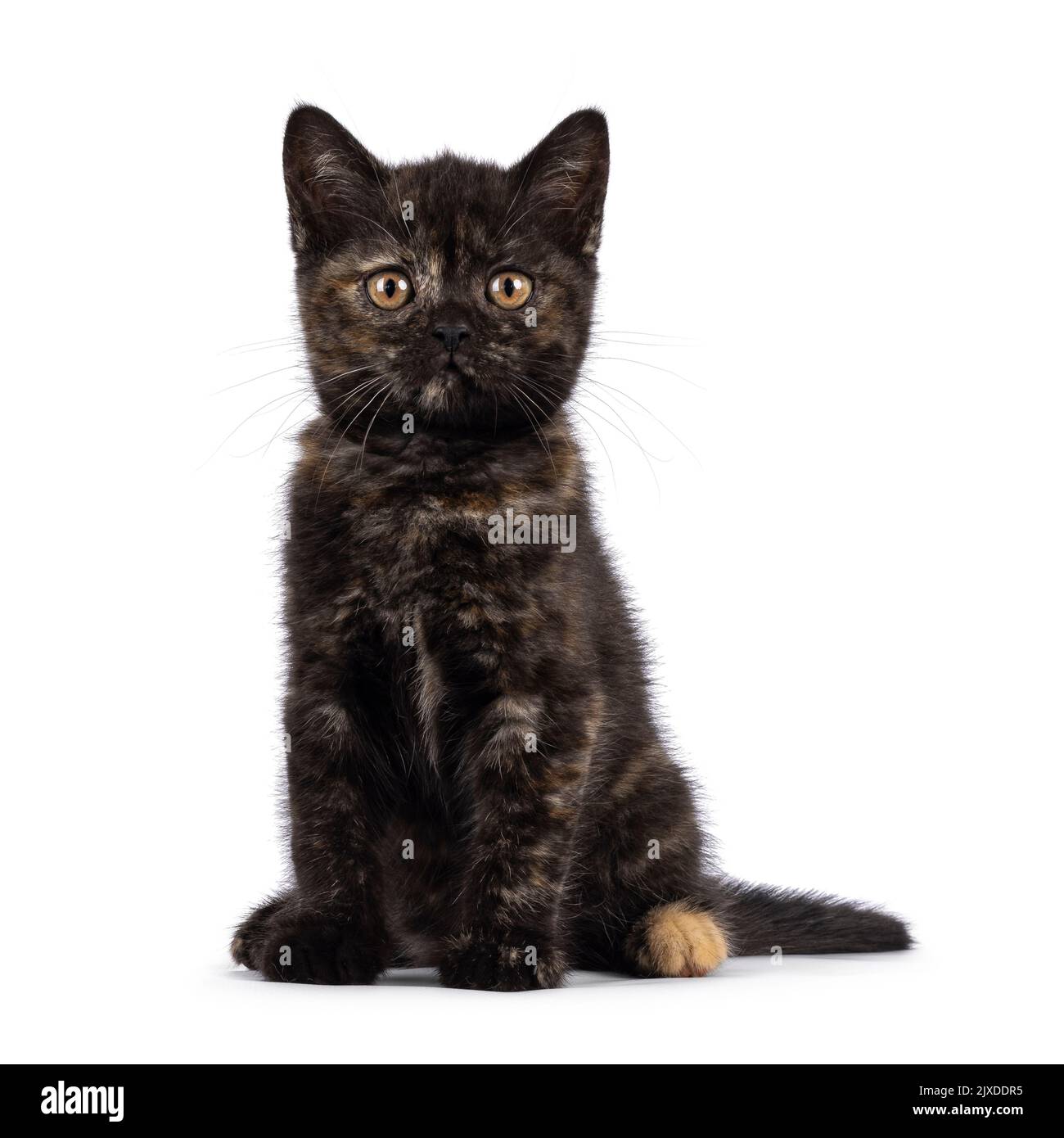 Curious little tortie British Shorthair cat kitten, sitting facing ...