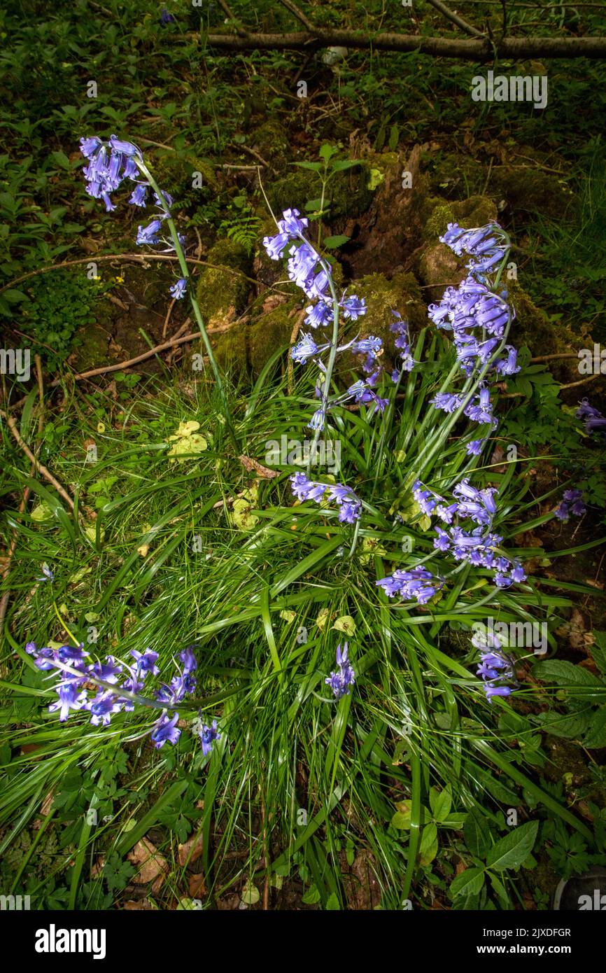 Natural environmental portrait of common Bluebells in an English ...