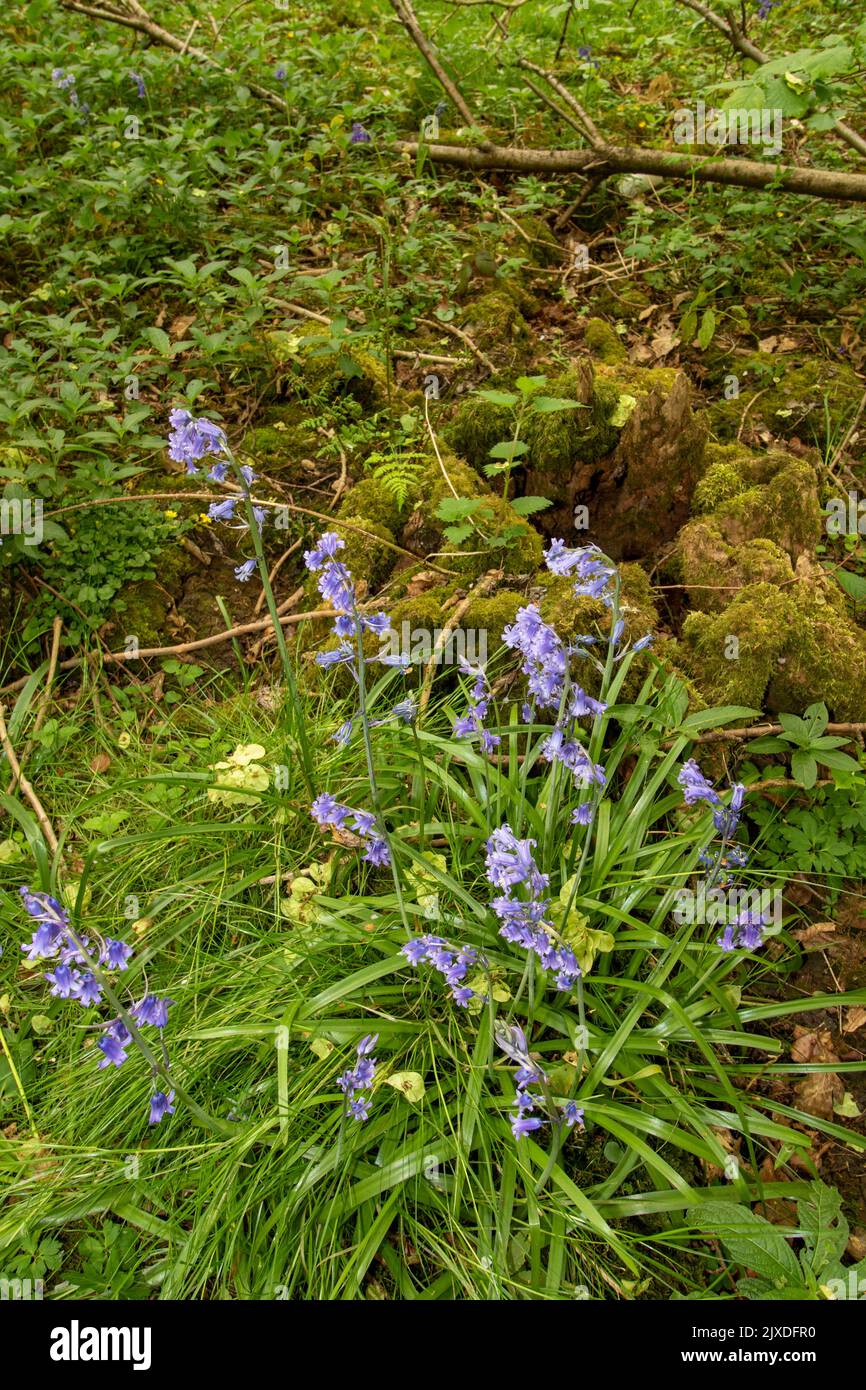 Natural environmental portrait of common Bluebells in an English ...
