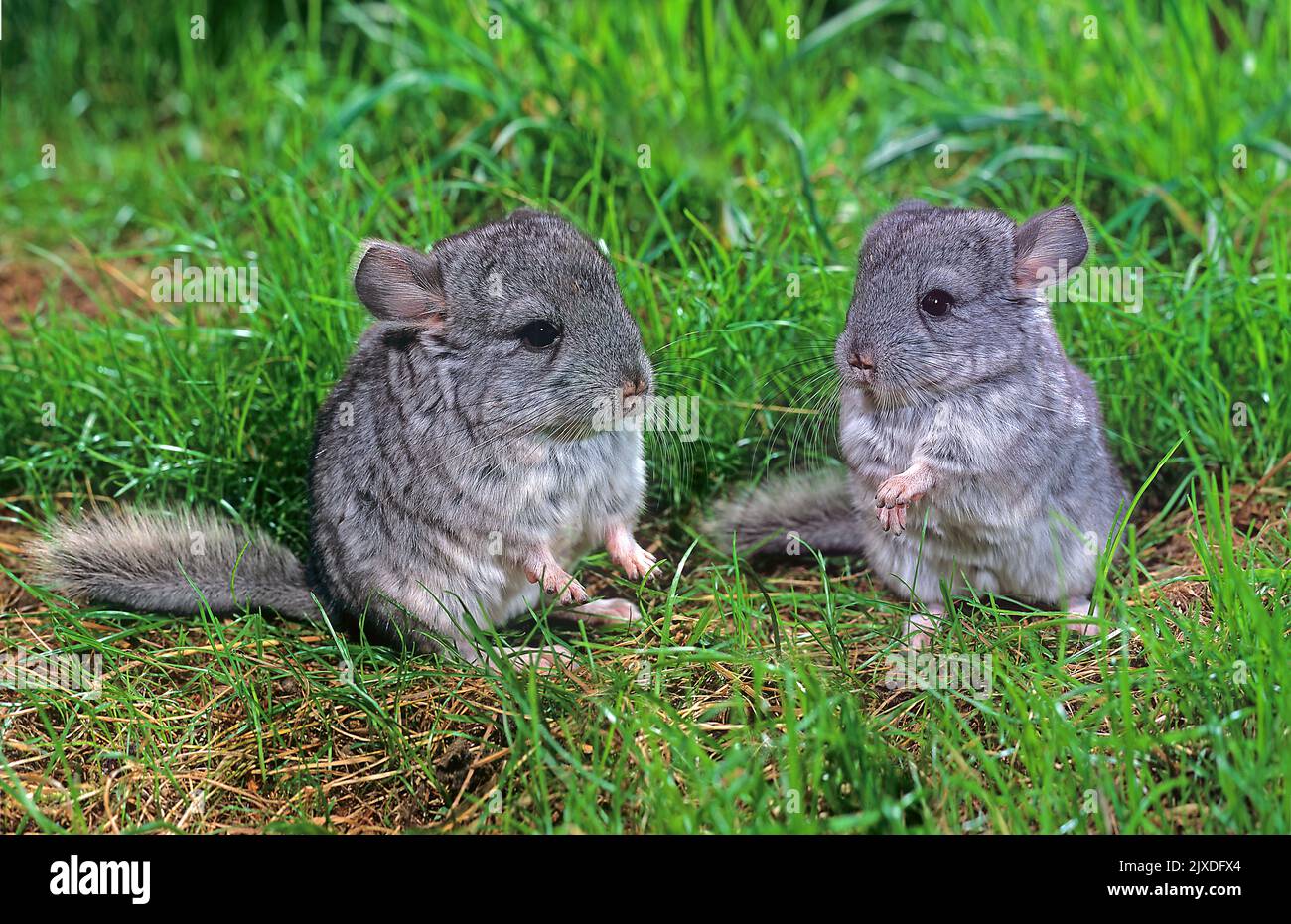Are Chinchillas Endangered