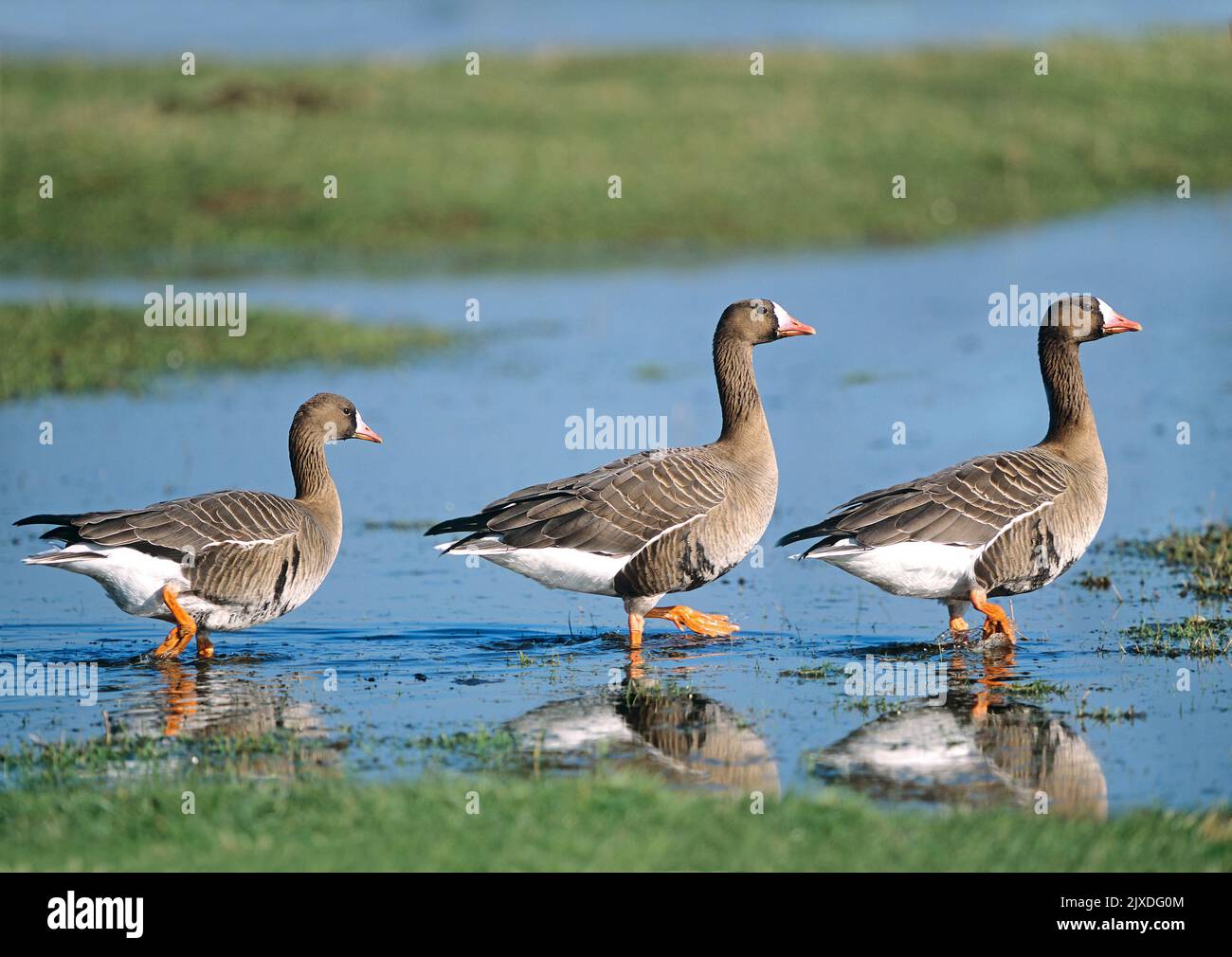 Eurasian white fronted goose hi-res stock photography and images - Alamy
