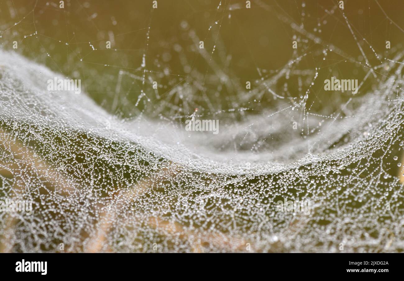 Hammock web spider hi-res stock photography and images - Alamy