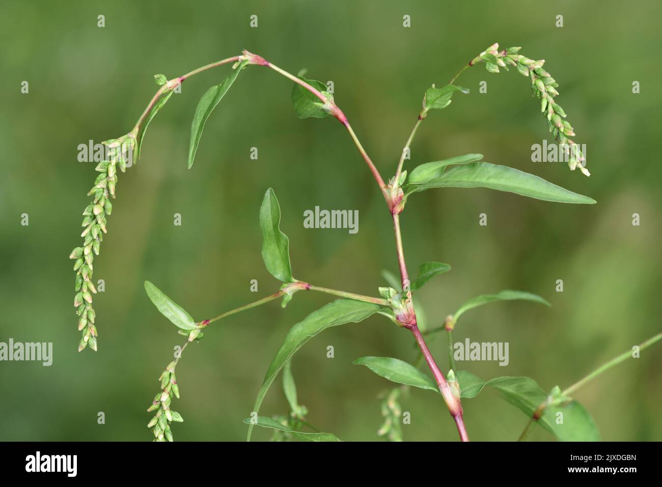 Water-pepper - Persicaria hydropiper Stock Photo - Alamy