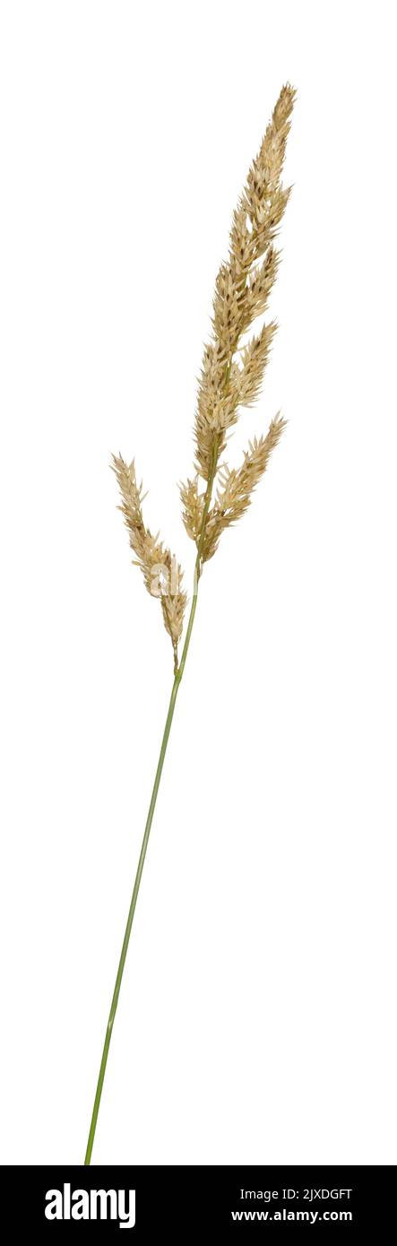 Wood Small-reed - Calamagrostis epigejos Stock Photo - Alamy