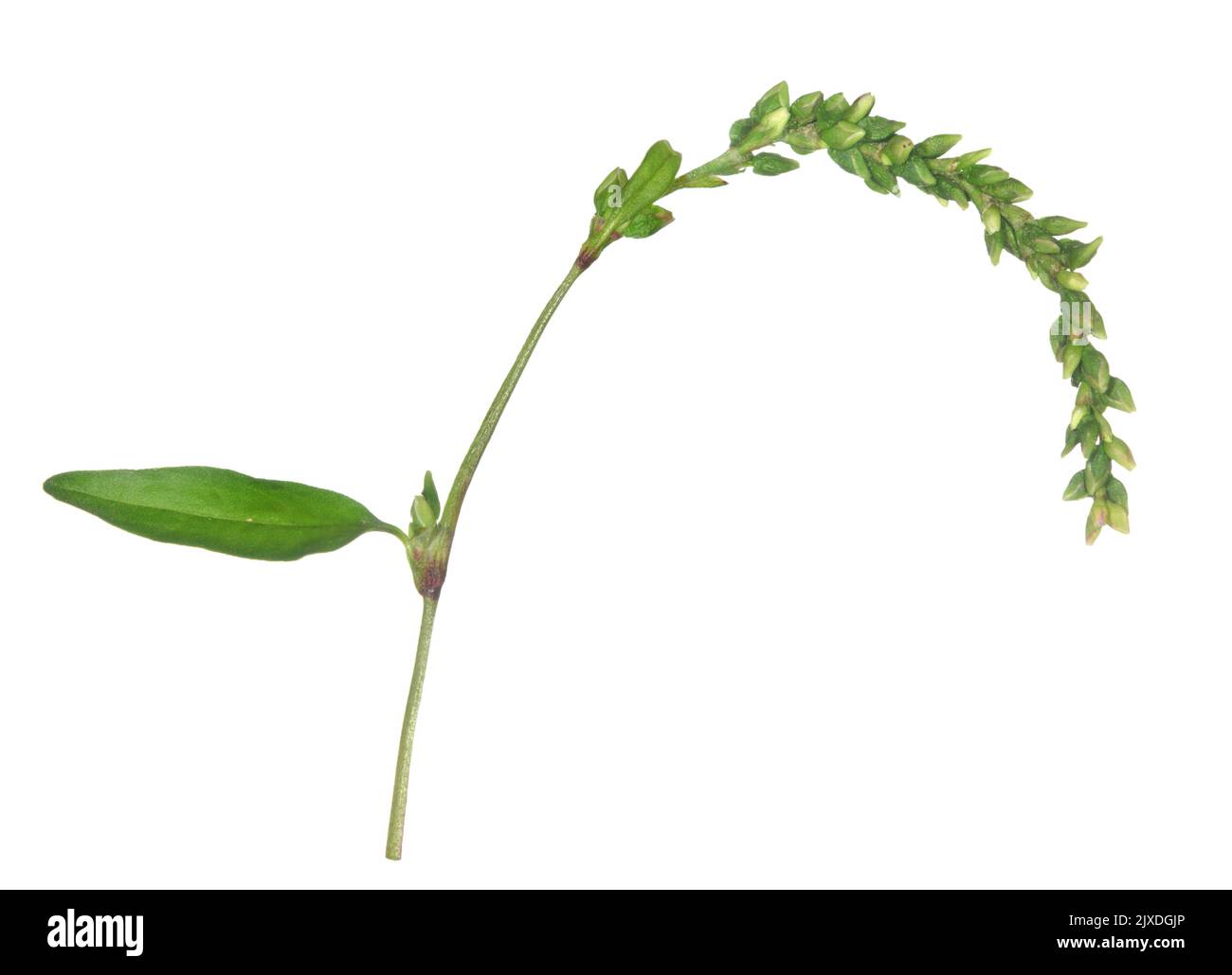 Water-pepper - Persicaria hydropiper Stock Photo - Alamy