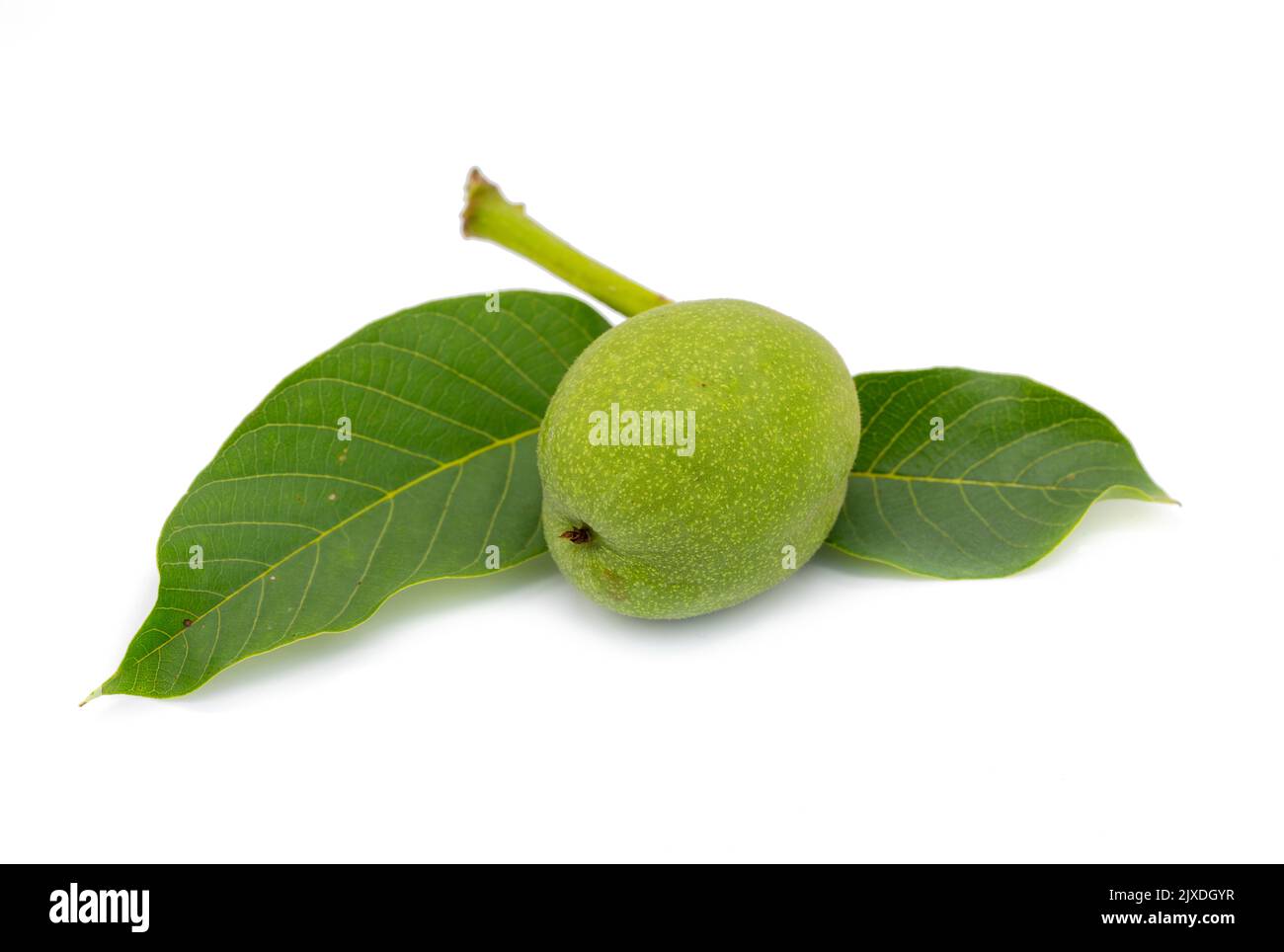 Green walnut isolated on white background Stock Photo - Alamy