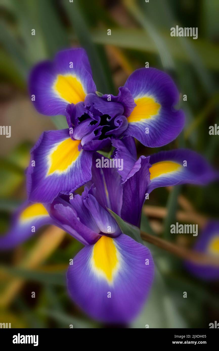 Very close up Iris garden flowers in close-up showing natural patterns ...