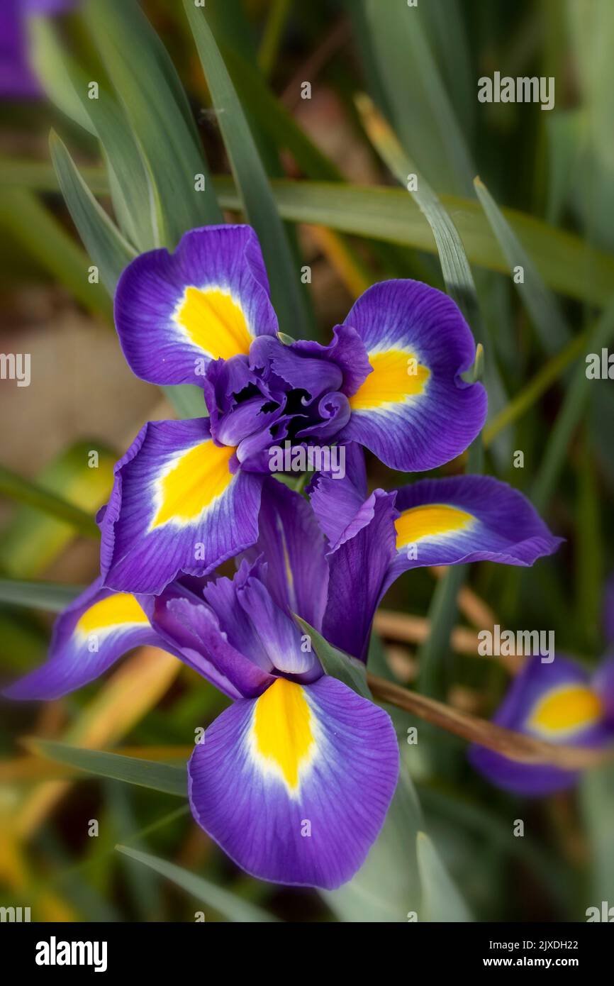 Very close up Iris garden flowers in close-up showing natural patterns ...