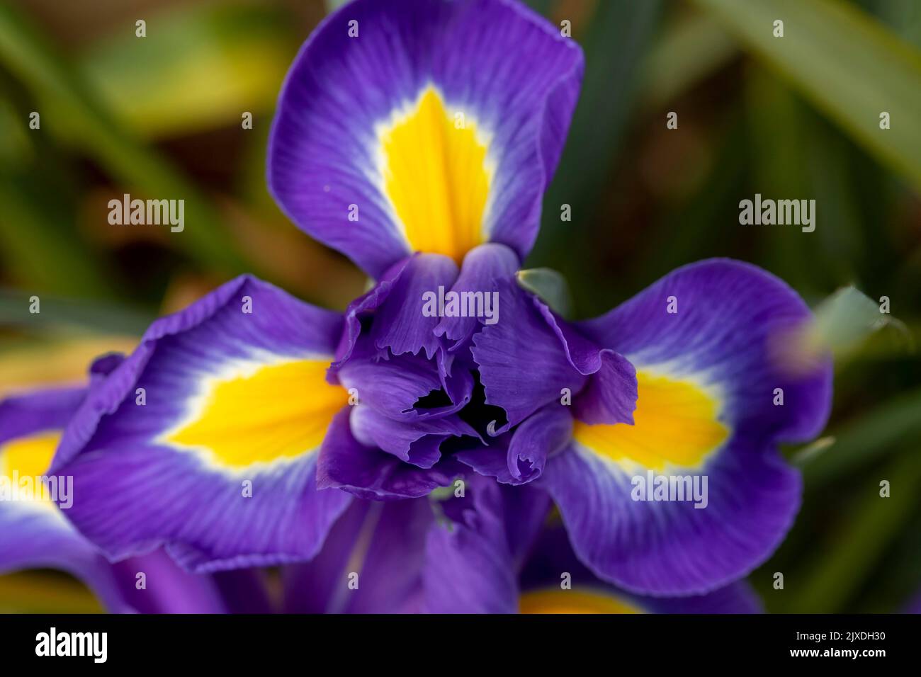 Very close up Iris garden flowers in close-up showing natural patterns ...