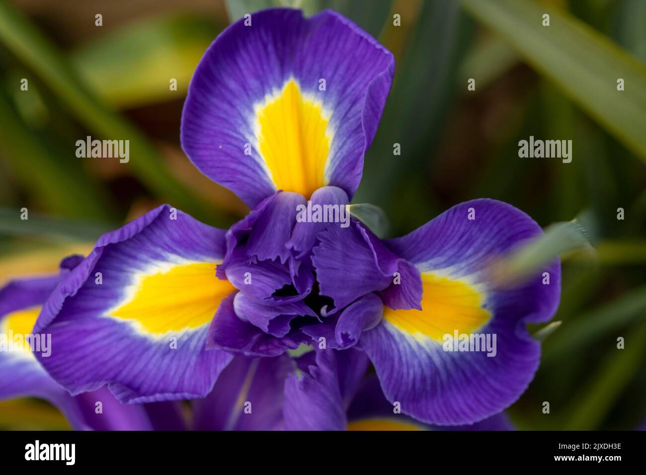Very close up Iris garden flowers in close-up showing natural patterns ...