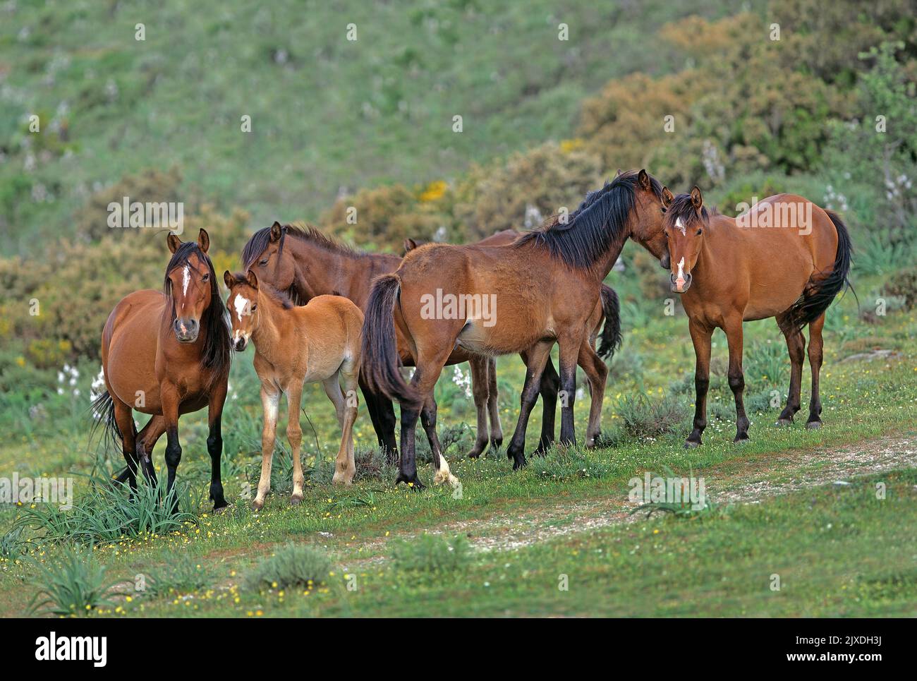 Sardinian Anglo-Arab. Free-living Arabo Sardo horses. Family at Monte ...