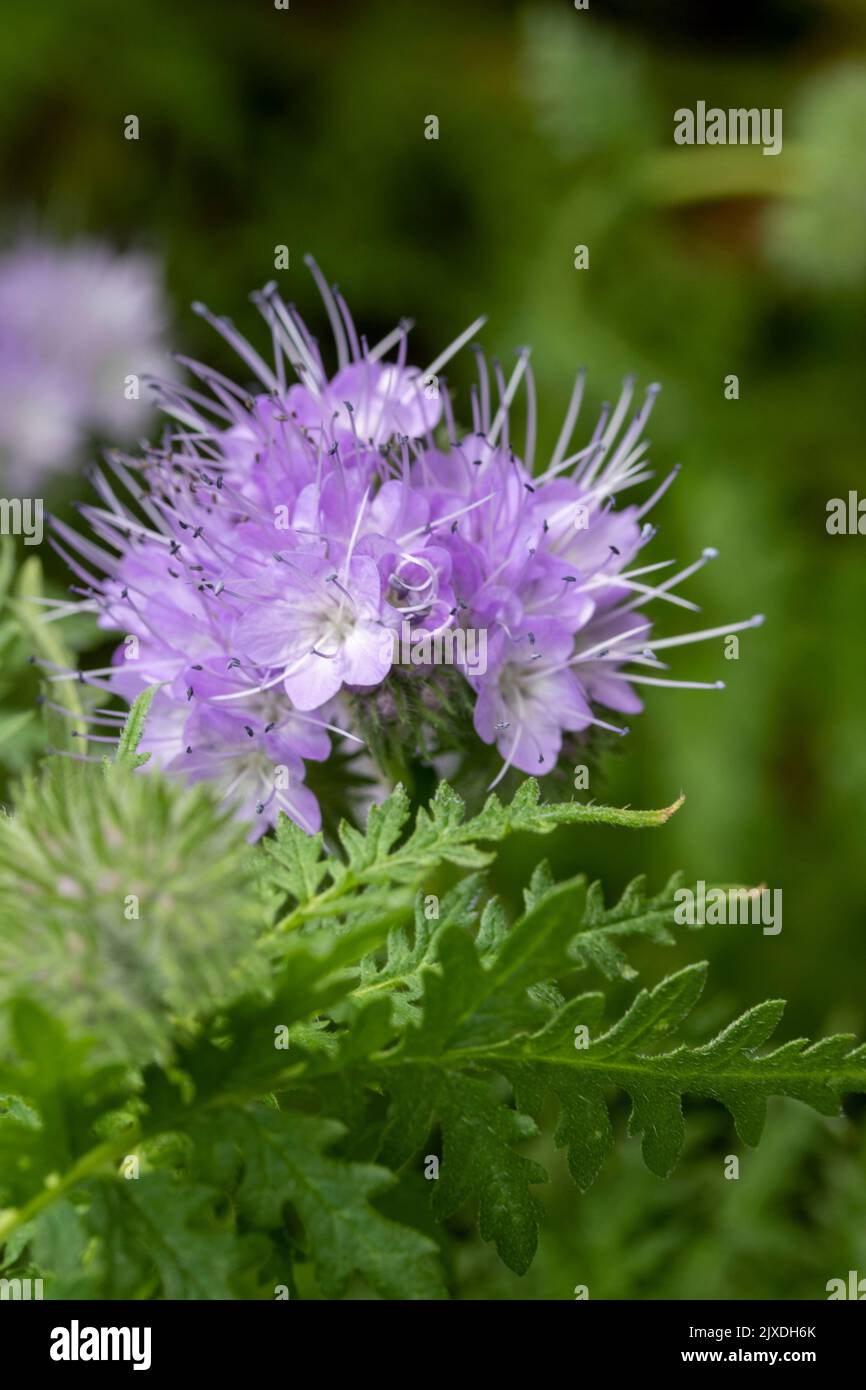 Pretty useful Phacelia Tanacetifolia flowering in bright sunshine ...