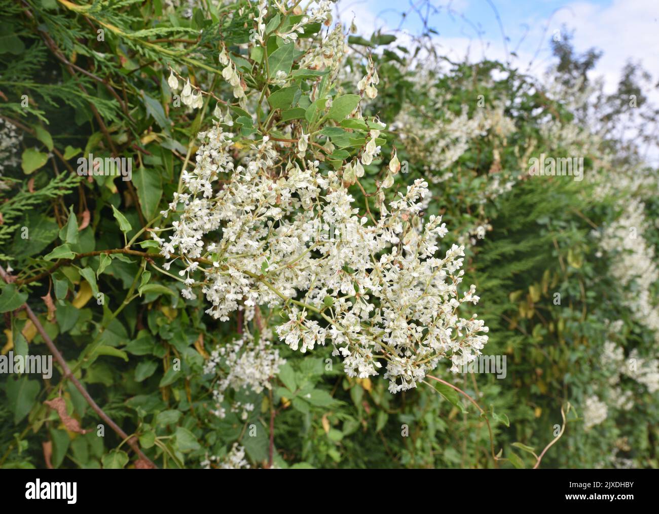 Russian-vine - Fallopia baldschuanica Stock Photo - Alamy