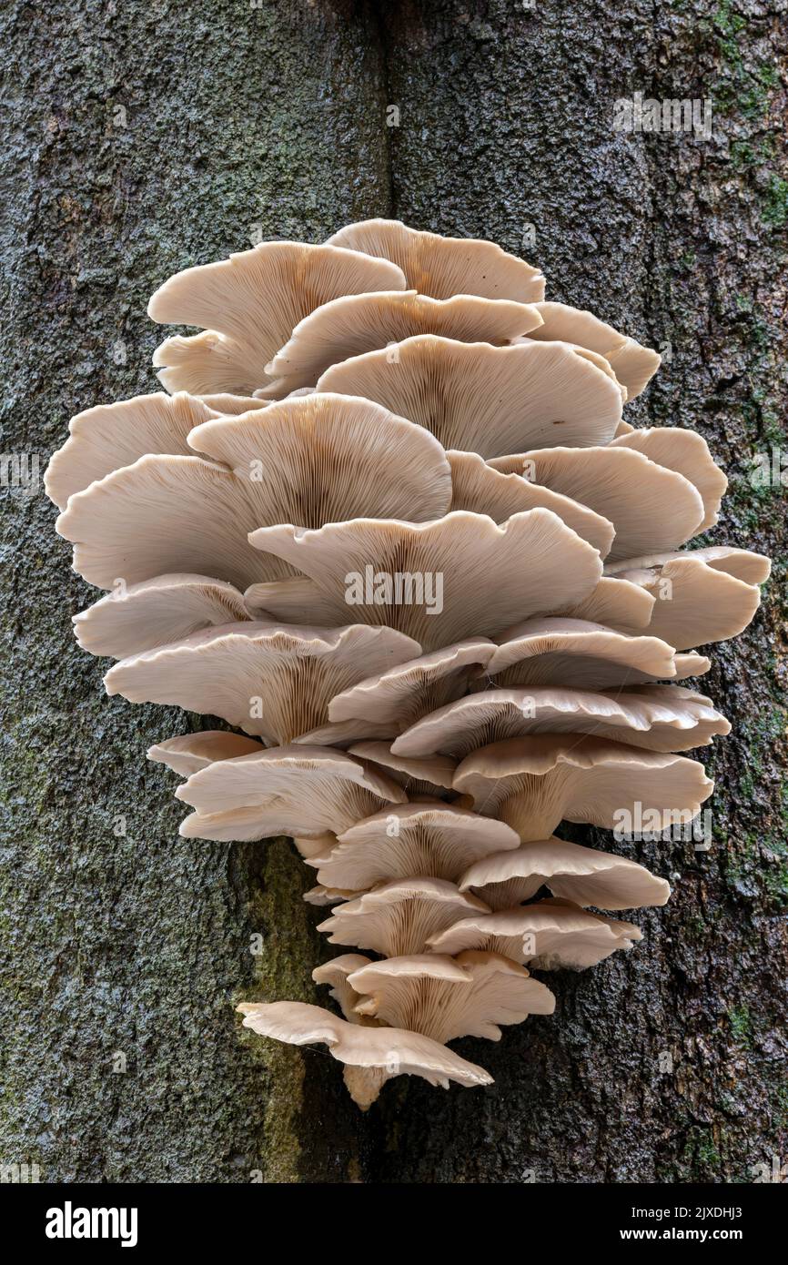 Oyster mushroom on tree hi-res stock photography and images - Alamy