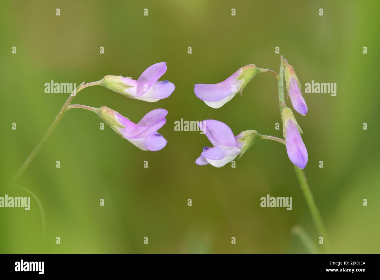 Slender Tare - Ervilia parviflora Stock Photo - Alamy