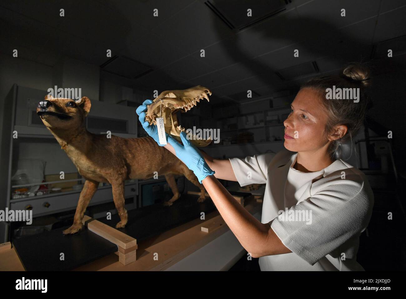 Research Associate Dr Christy Hipsley from the Melbourne Museum holds a ...