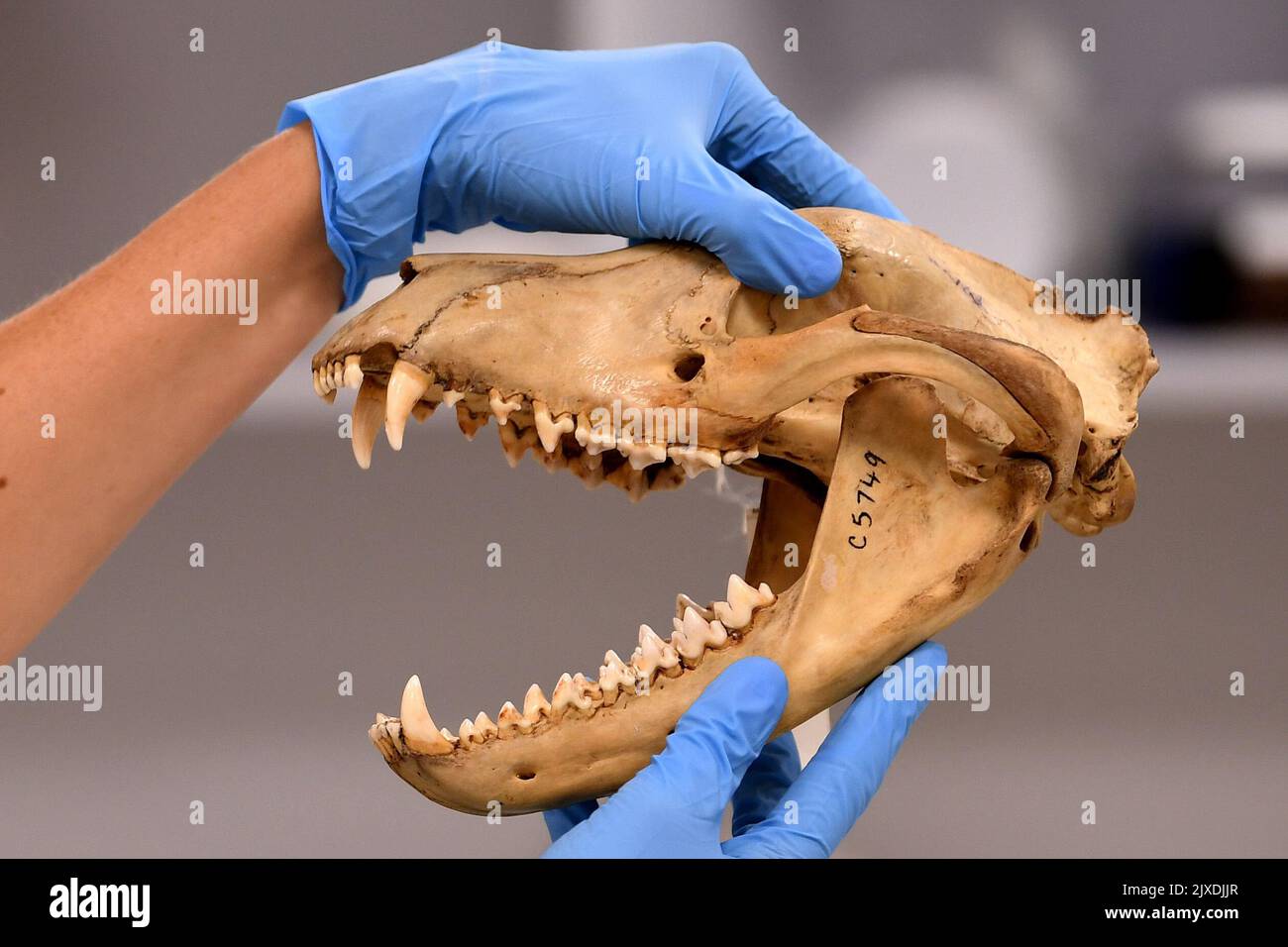 Research Associate Dr Christy Hipsley from the Melbourne Museum holds a ...