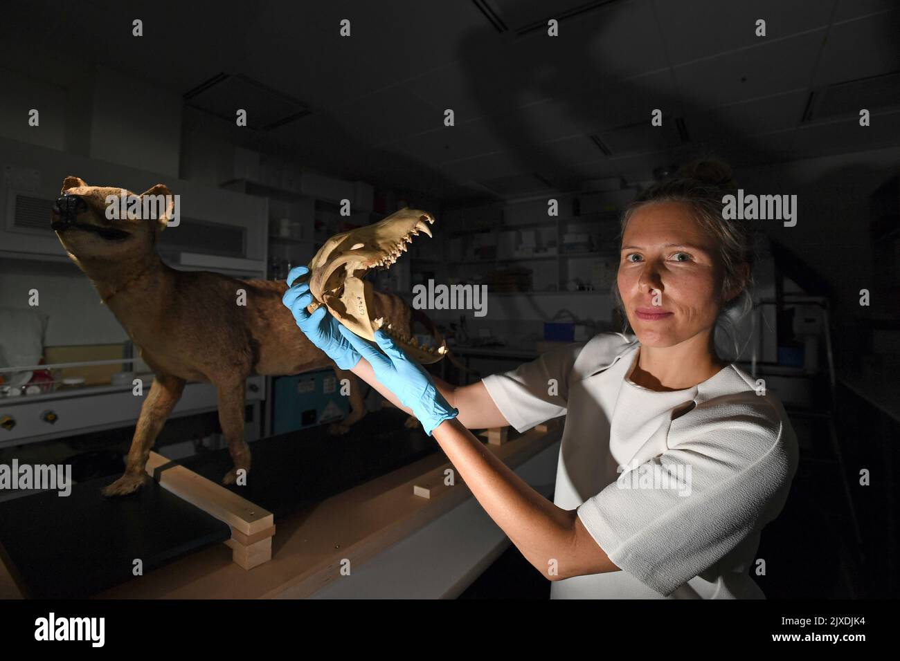 Research Associate Dr Christy Hipsley from the Melbourne Museum holds a ...