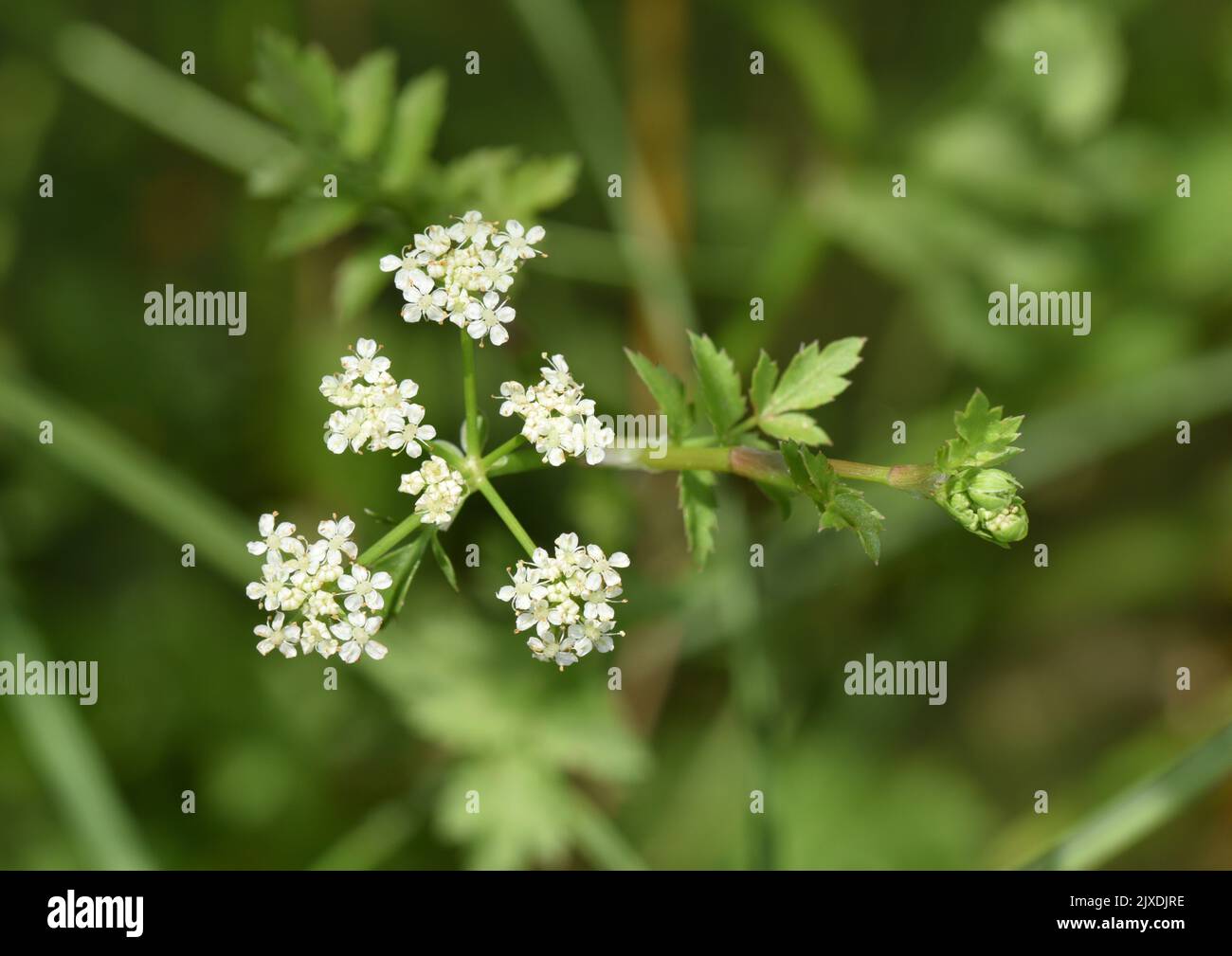 Apium nodiflorum x berula erecta hi-res stock photography and images ...