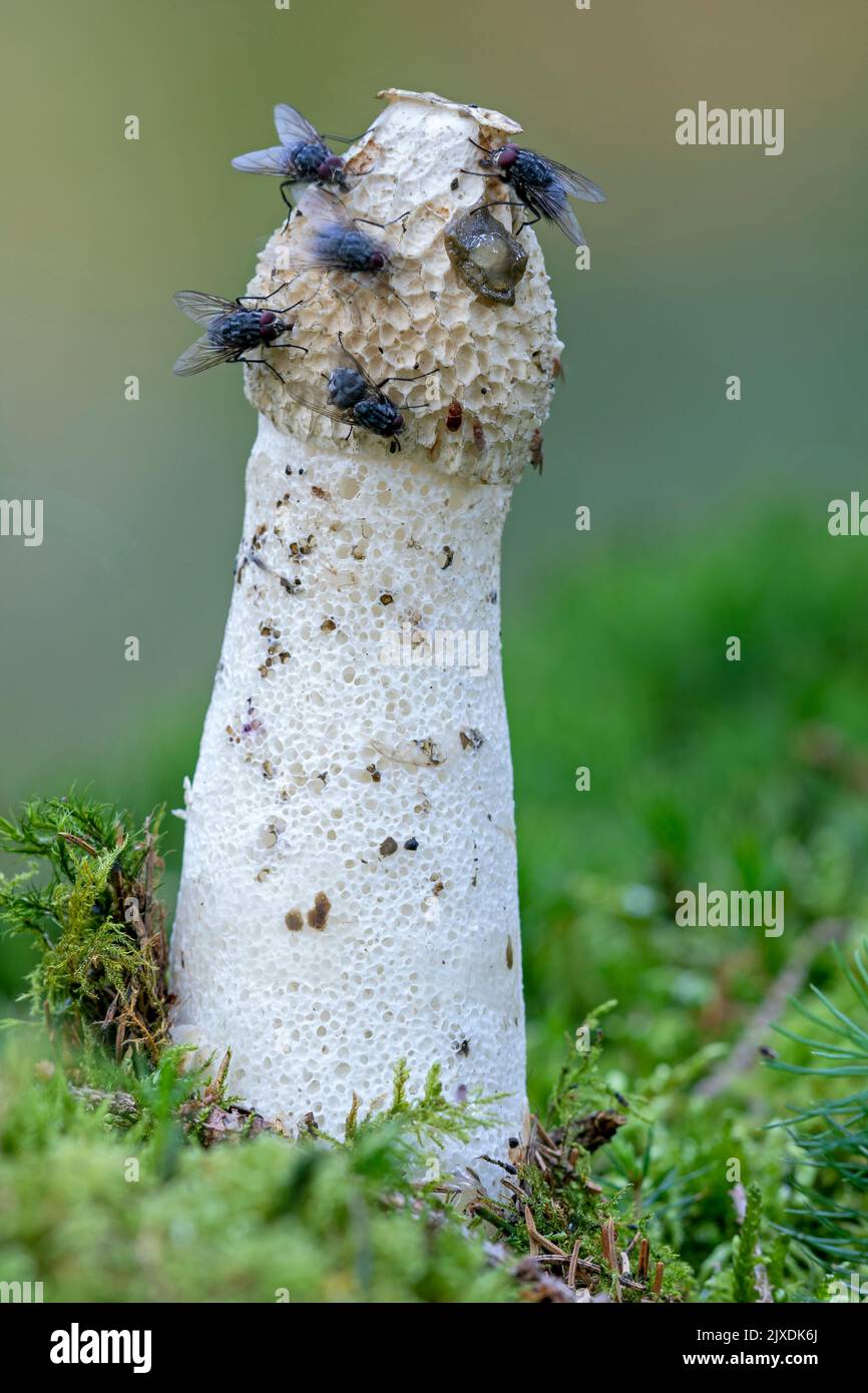 Fungus attracts flies hi-res stock photography and images - Alamy