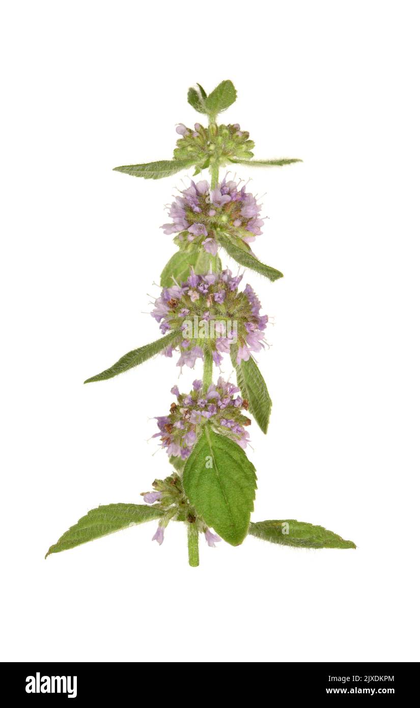 Corn Mint - Mentha arvensis Stock Photo - Alamy