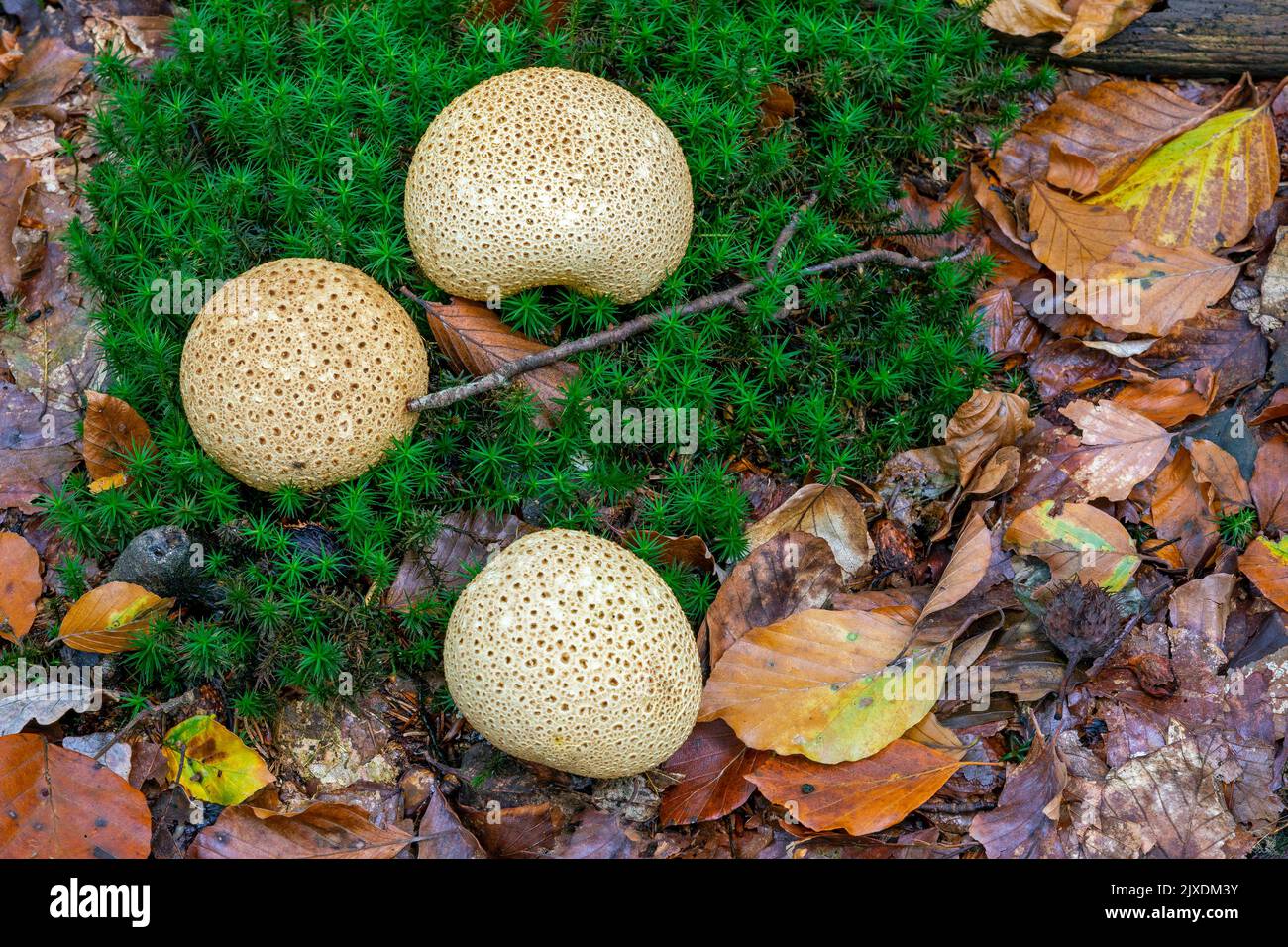 Common Earthball (Scleroderma citrinum). Fruiting bodies on moss ...