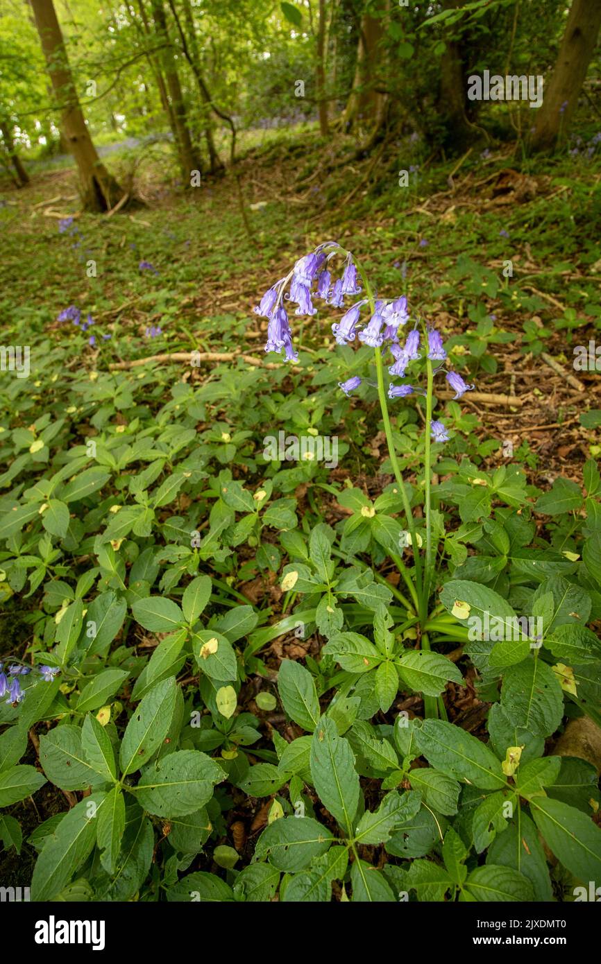 Natural environmental portrait of common Bluebells in an English ...