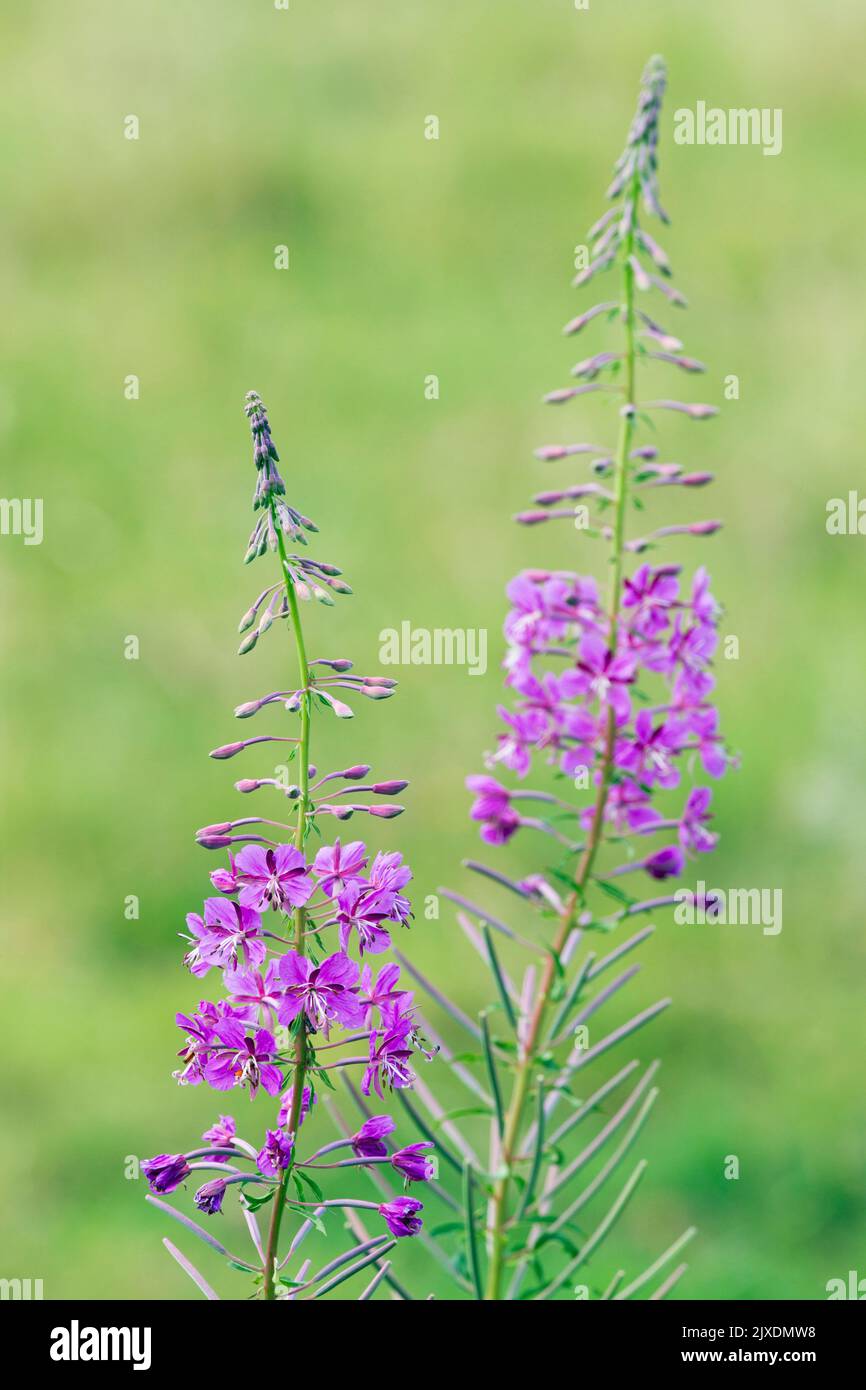 Common Fireweed, Rosebay Willow Herb (Epilobium angustifolium), flowering. Germany Stock Photo ...