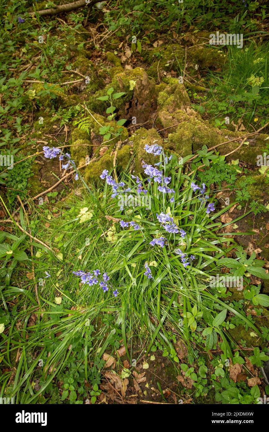 Natural environmental portrait of common Bluebells in an English ...