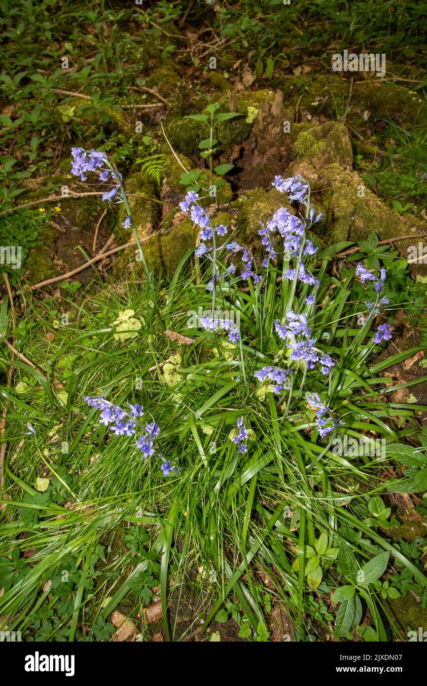 Natural environmental portrait of common Bluebells in an English ...